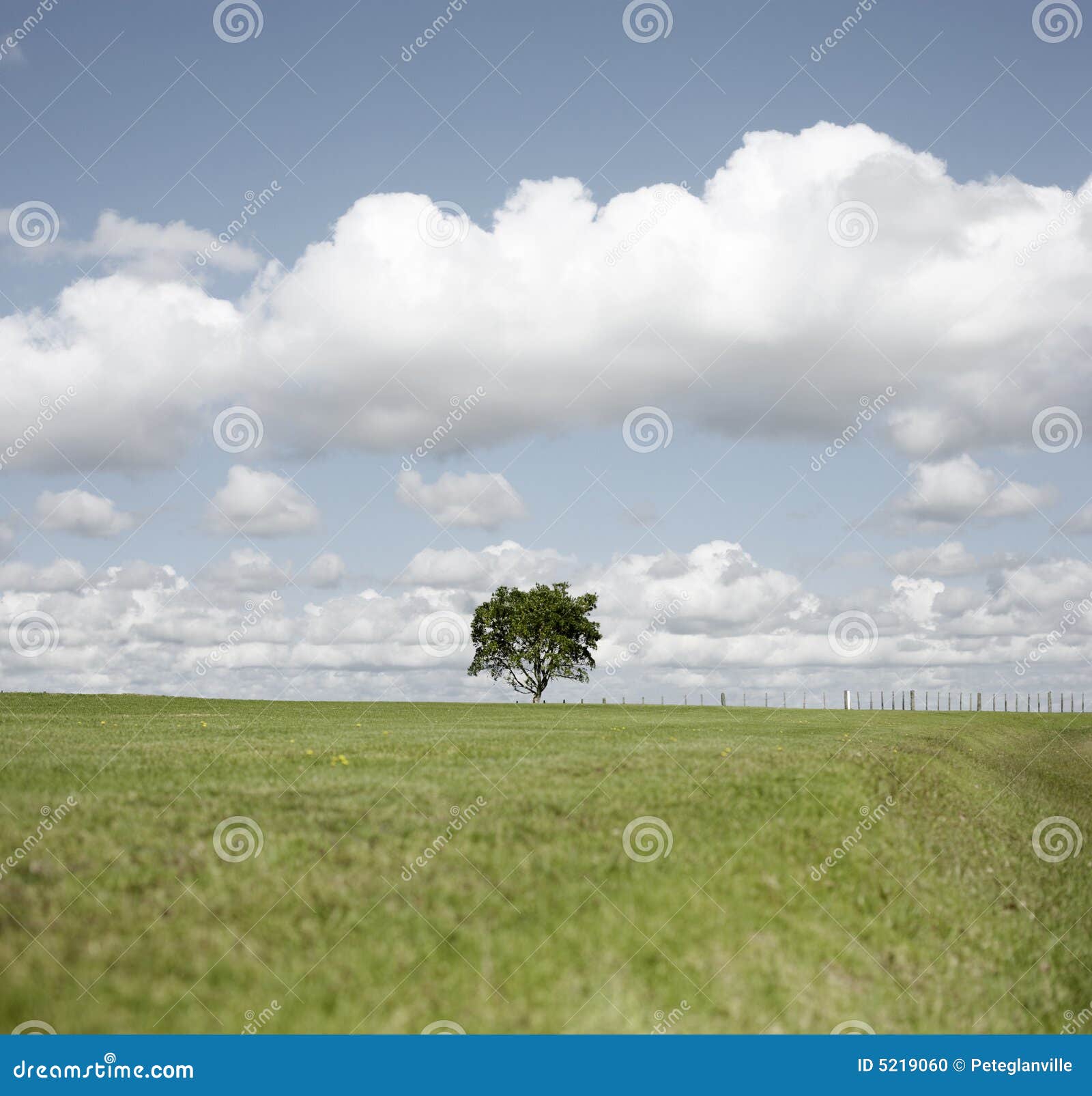 Tree in Field stock photo. Image of life, pasture, environment - 5219060