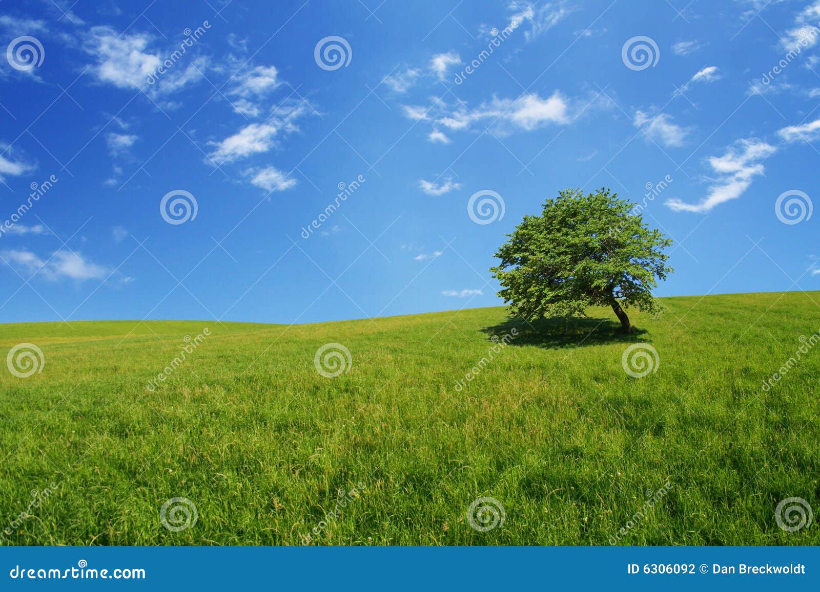 Tree in a field stock photo. Image of landscape, agriculture - 6306092