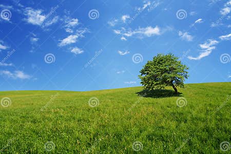 Tree in a field stock photo. Image of landscape, agriculture - 6306092