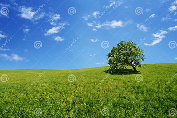 Tree in a field stock photo. Image of landscape, agriculture - 6306092
