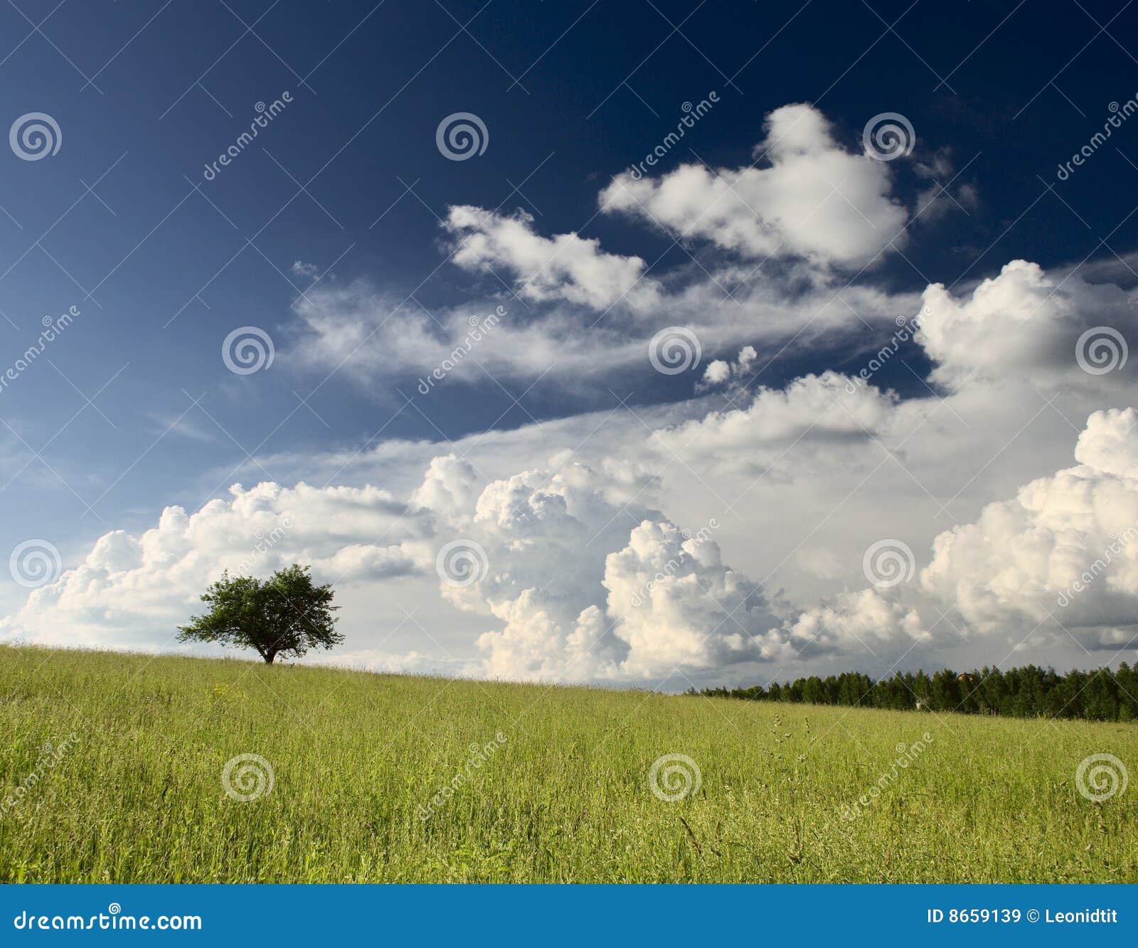 Tree on the field stock image. Image of grow, farming - 8659139