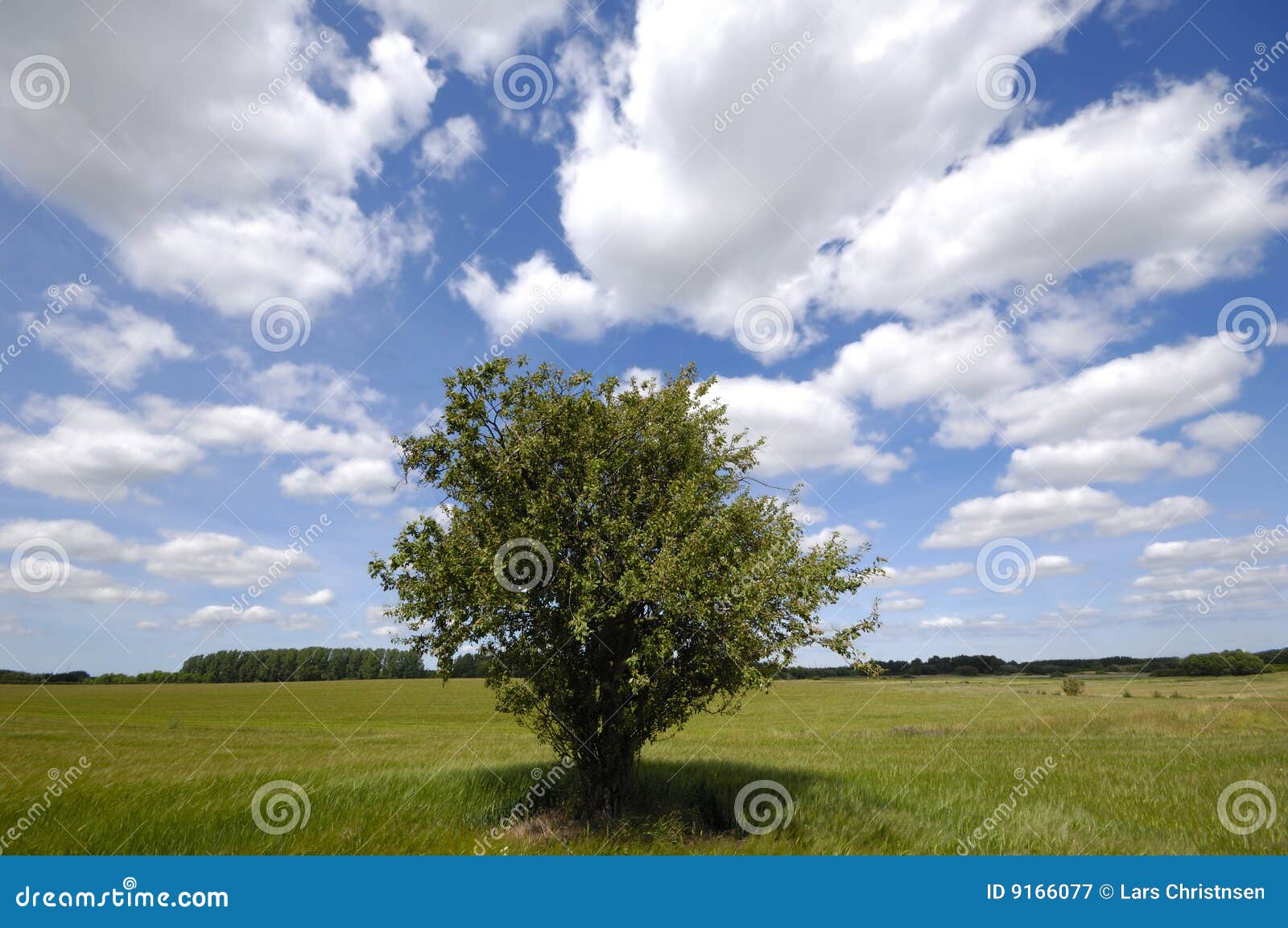 Tree on field stock image. Image of beautiful, idyll, country - 9166077
