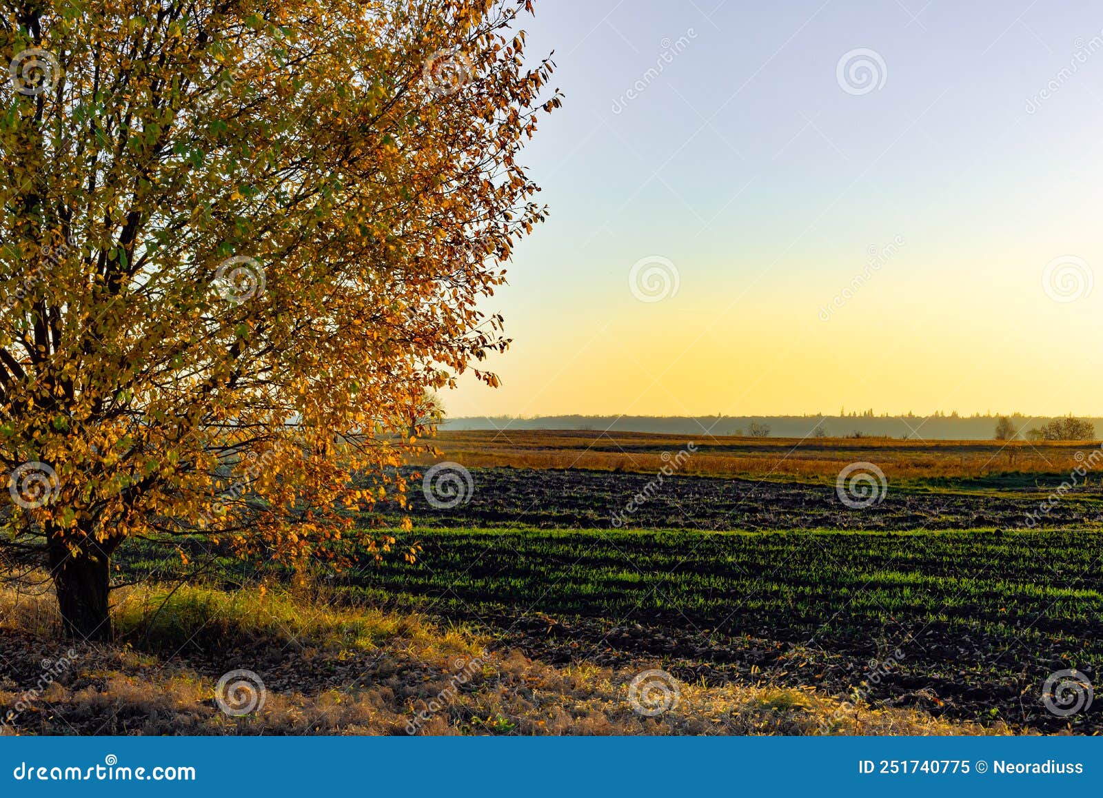 Tree in the Field at Autumn Sunset Stock Image - Image of leaves ...