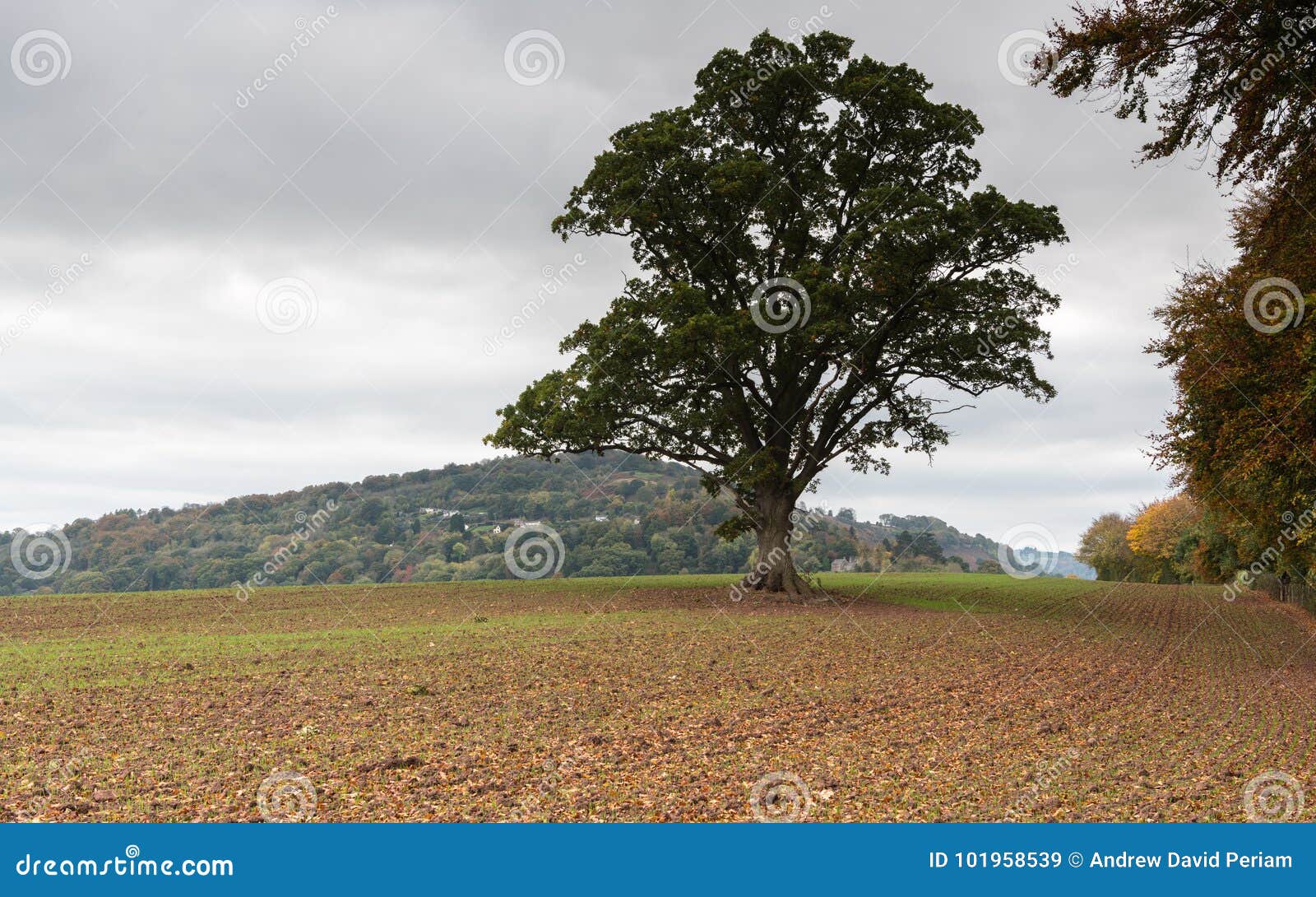 Tree in a field stock image. Image of hills, beautiful - 101958539