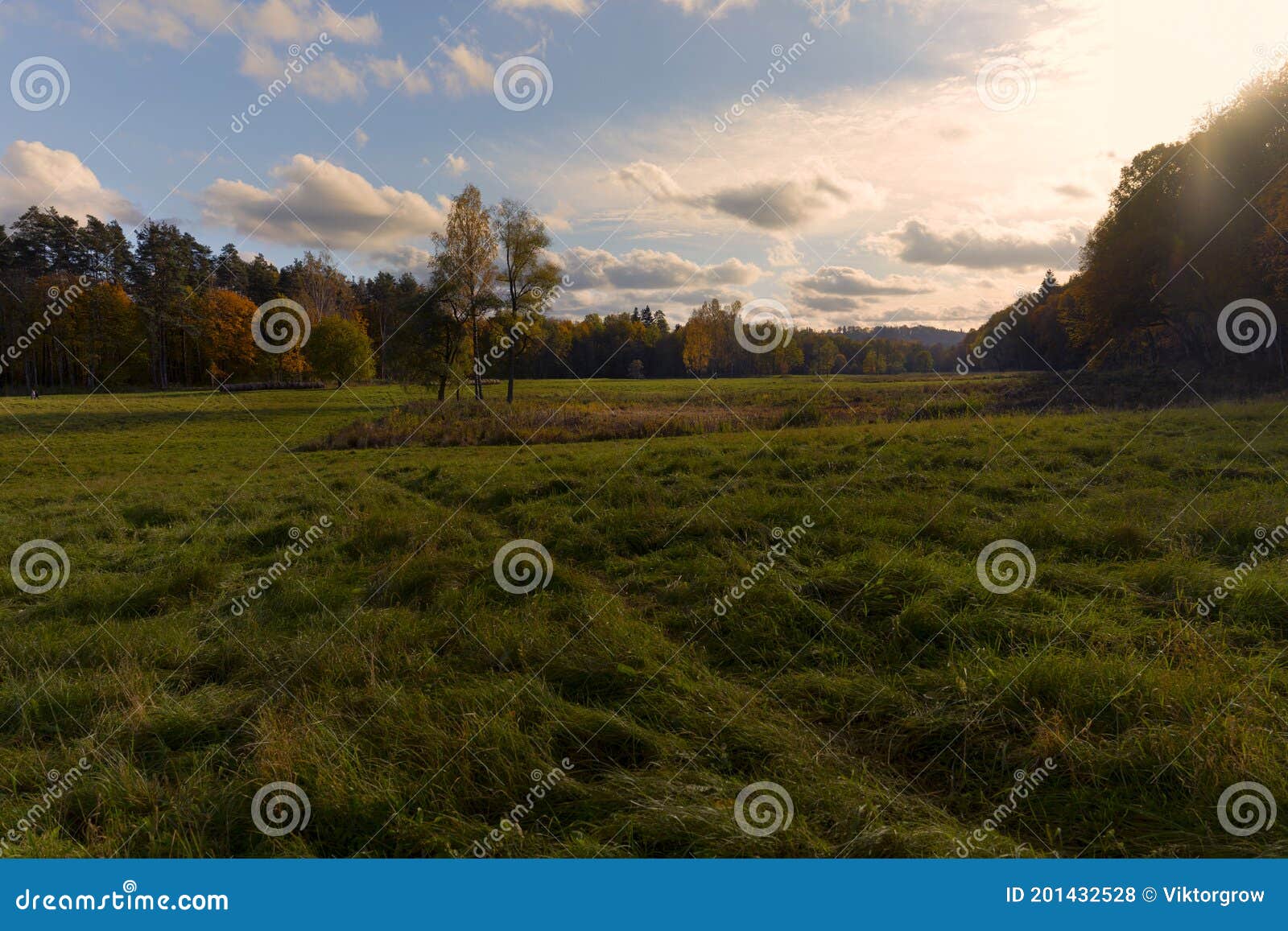 Tree in a Field on a Background of Autumn Forest Stock Photo - Image of ...
