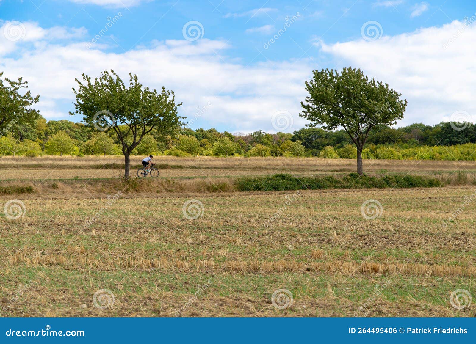 Tree in a Field in the Background a Forest Stock Photo - Image of ...
