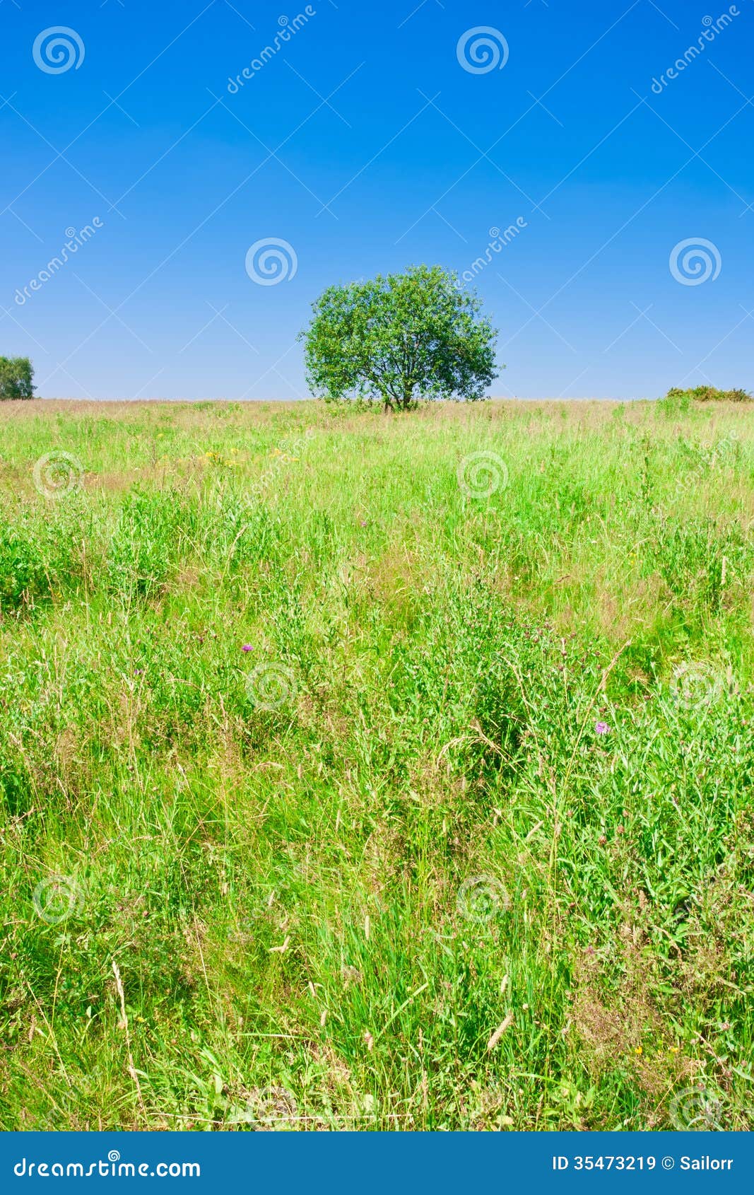 Tree and field stock image. Image of horizon, outdoor - 35473219