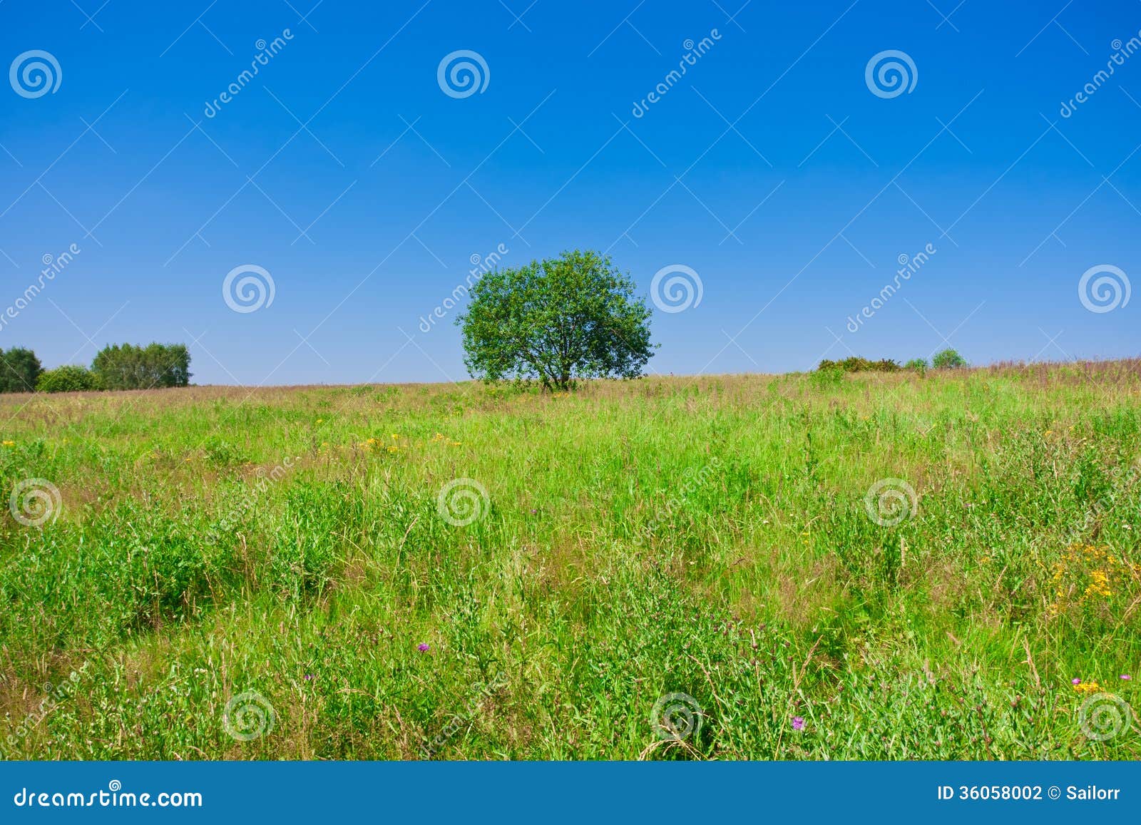 Tree and field stock photo. Image of season, outdoor - 36058002