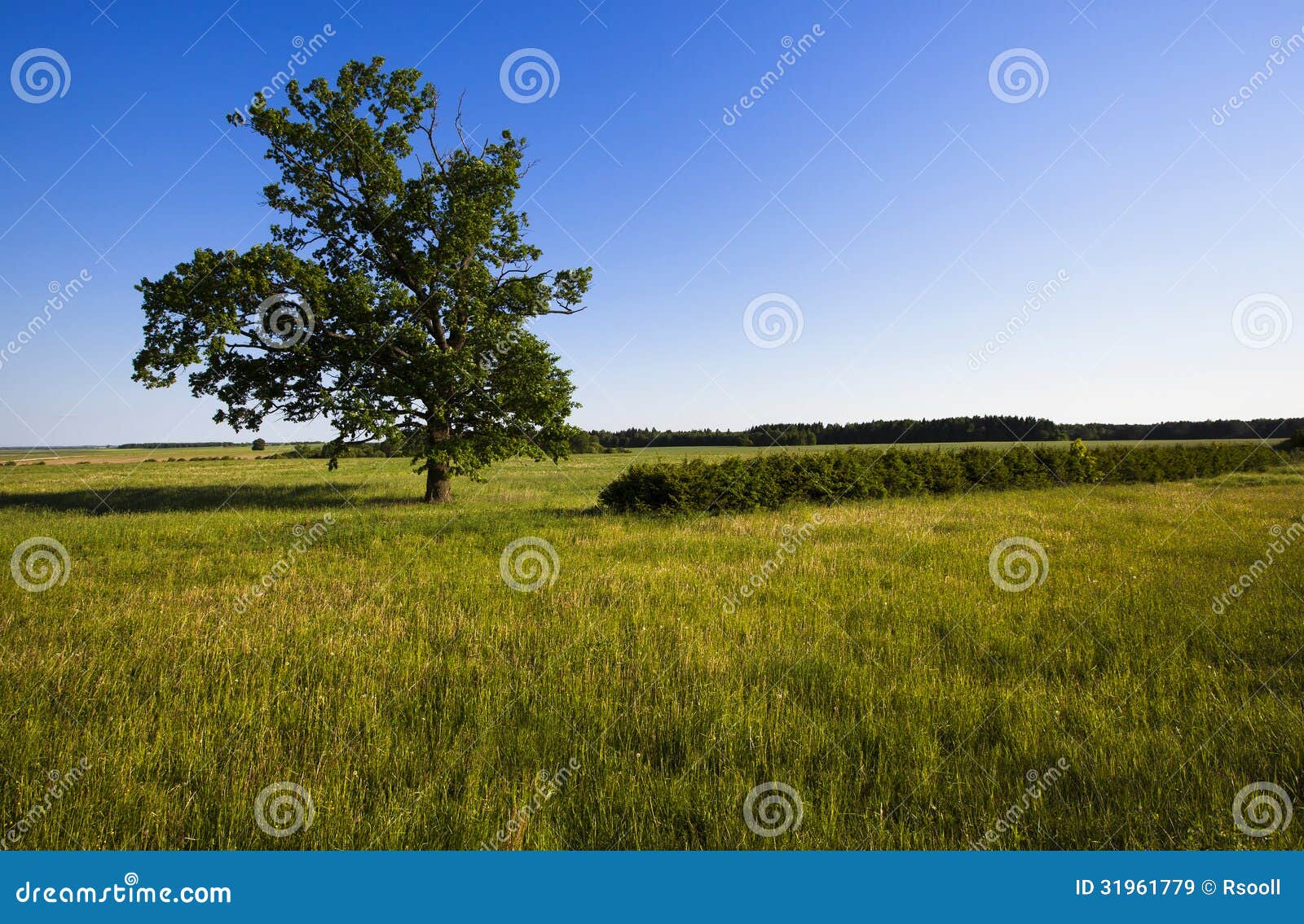 Tree in the field stock image. Image of lush, horizon - 31961779