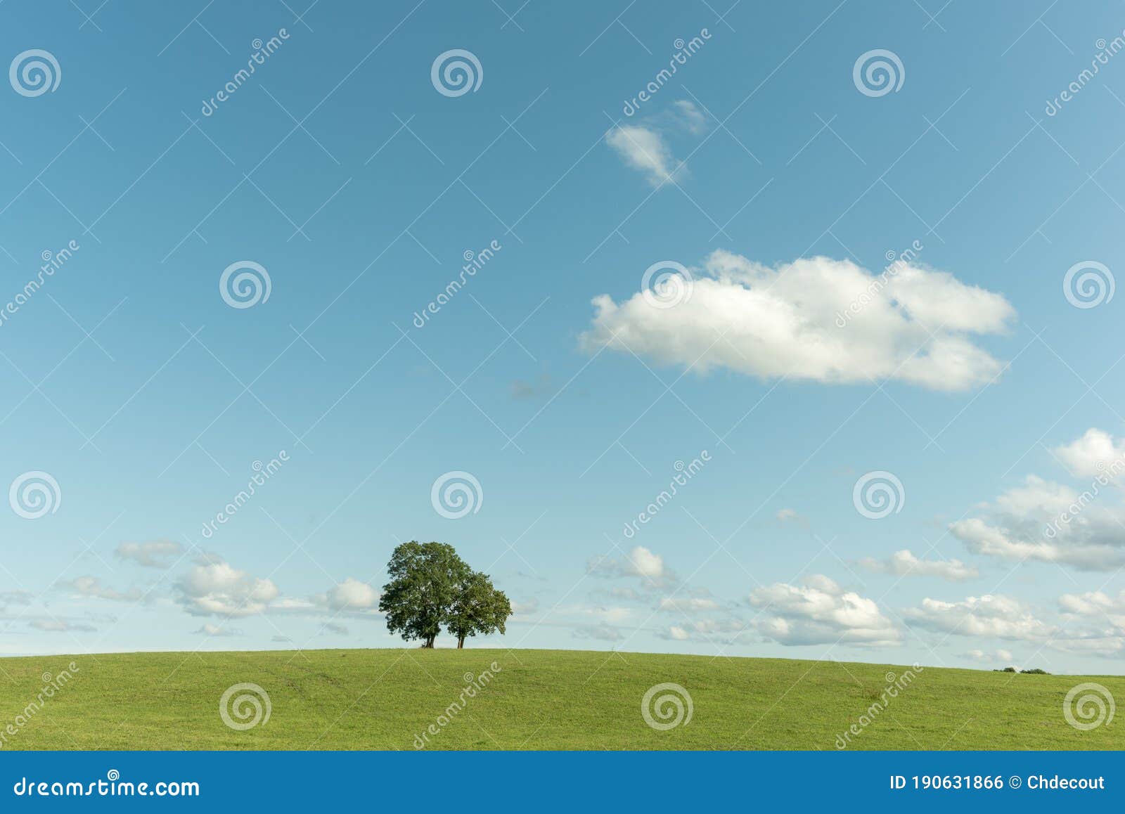 Tree in a Field on Blue Sky Stock Photo - Image of field, lonely: 190631866