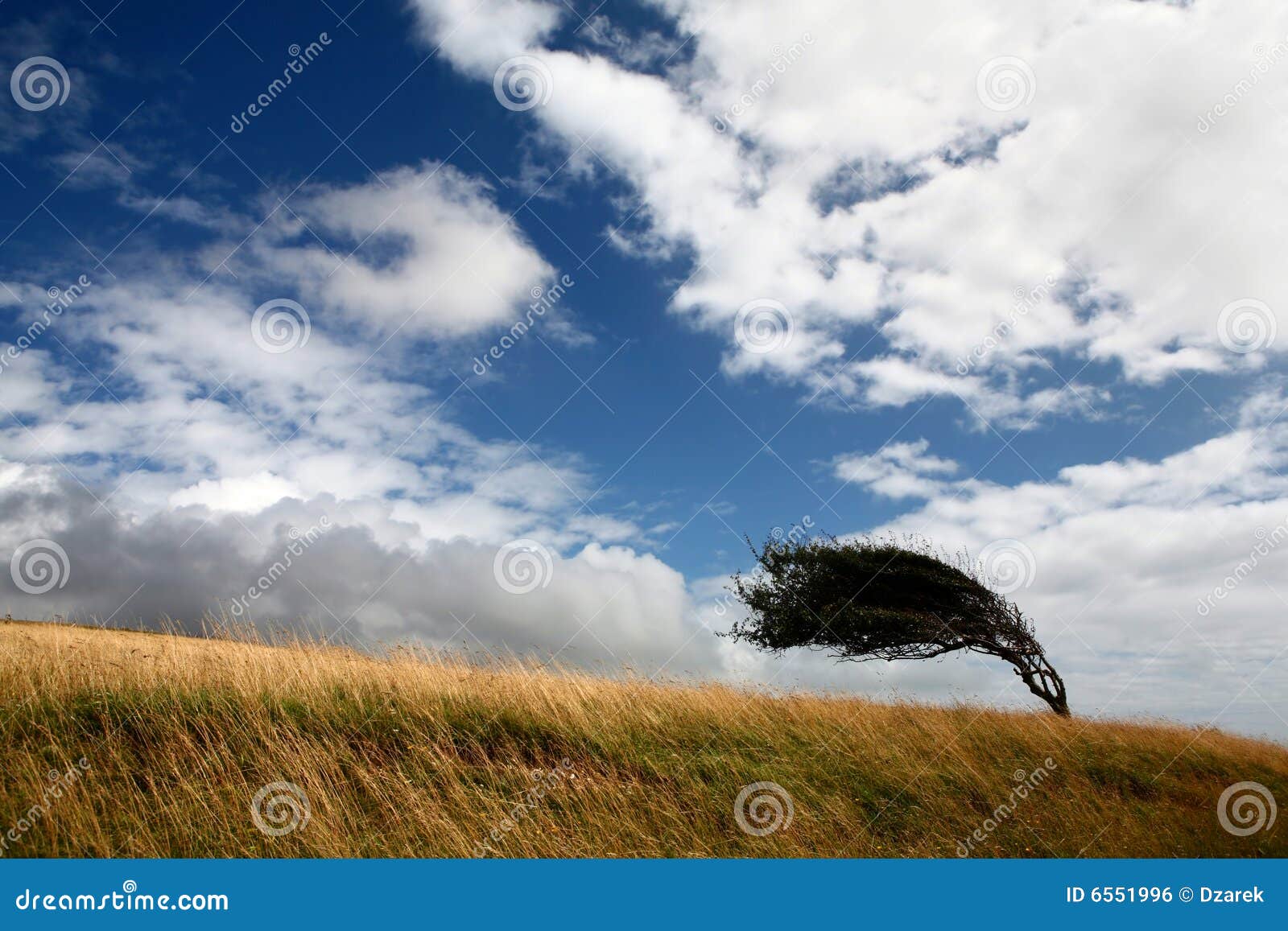 Tree on a Field Deformed by Wind Stock Photo - Image of bend, deformed ...
