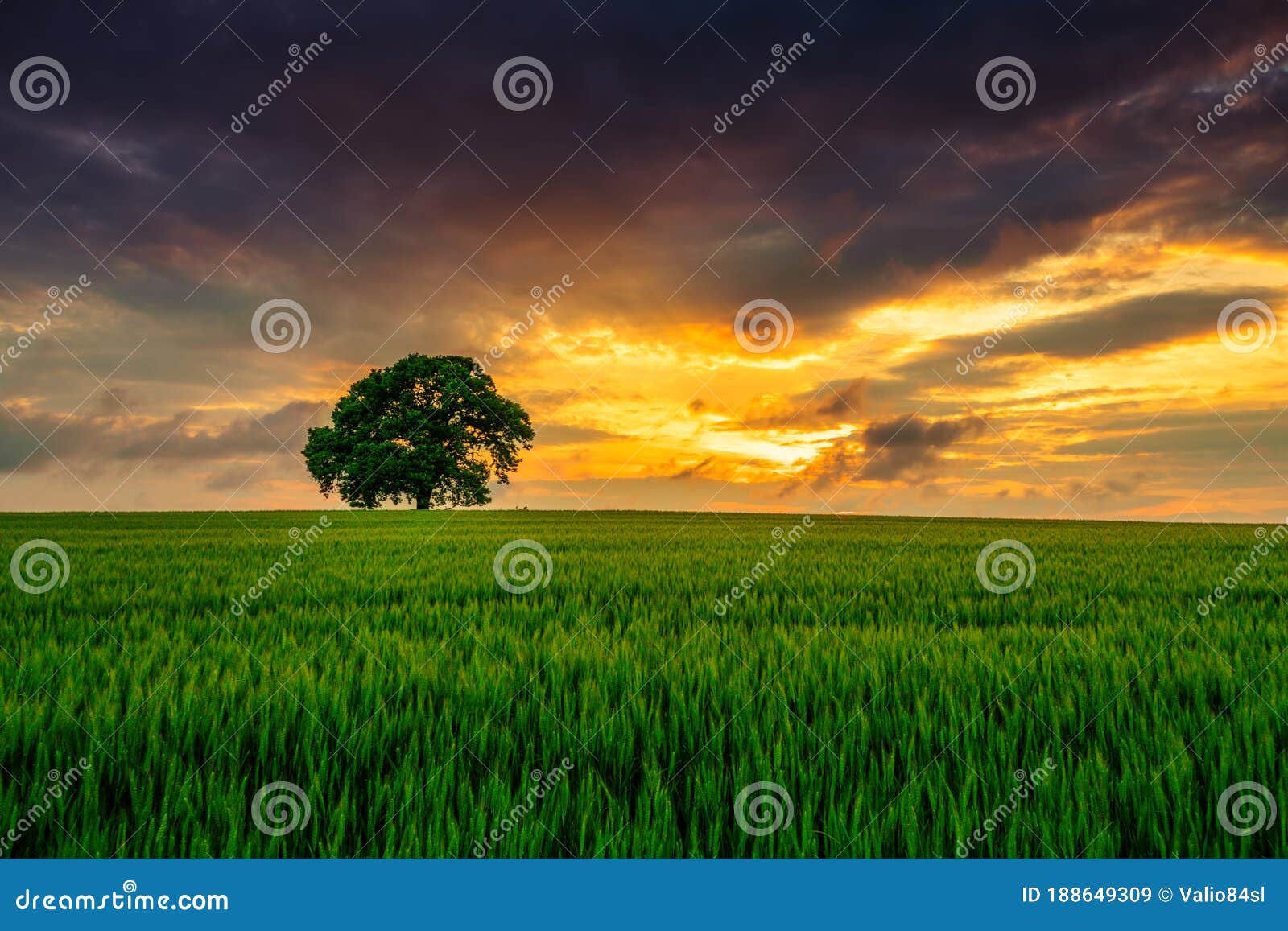 Tree in the Field and Dramatic Clouds in the Sky Stock Image - Image of ...