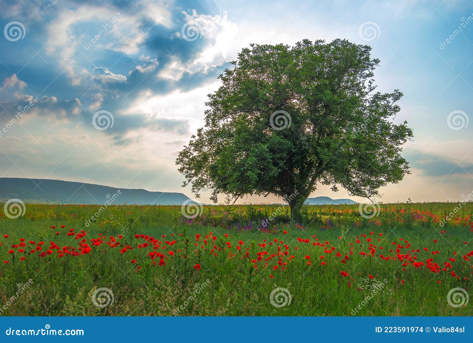 Tree in the Field and Dramatic Clouds in the Sky Stock Photo - Image of ...