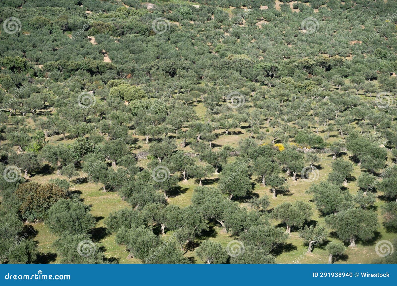 Tree, Field, Forest and Meadow. Field Filled with Trees Evenly ...