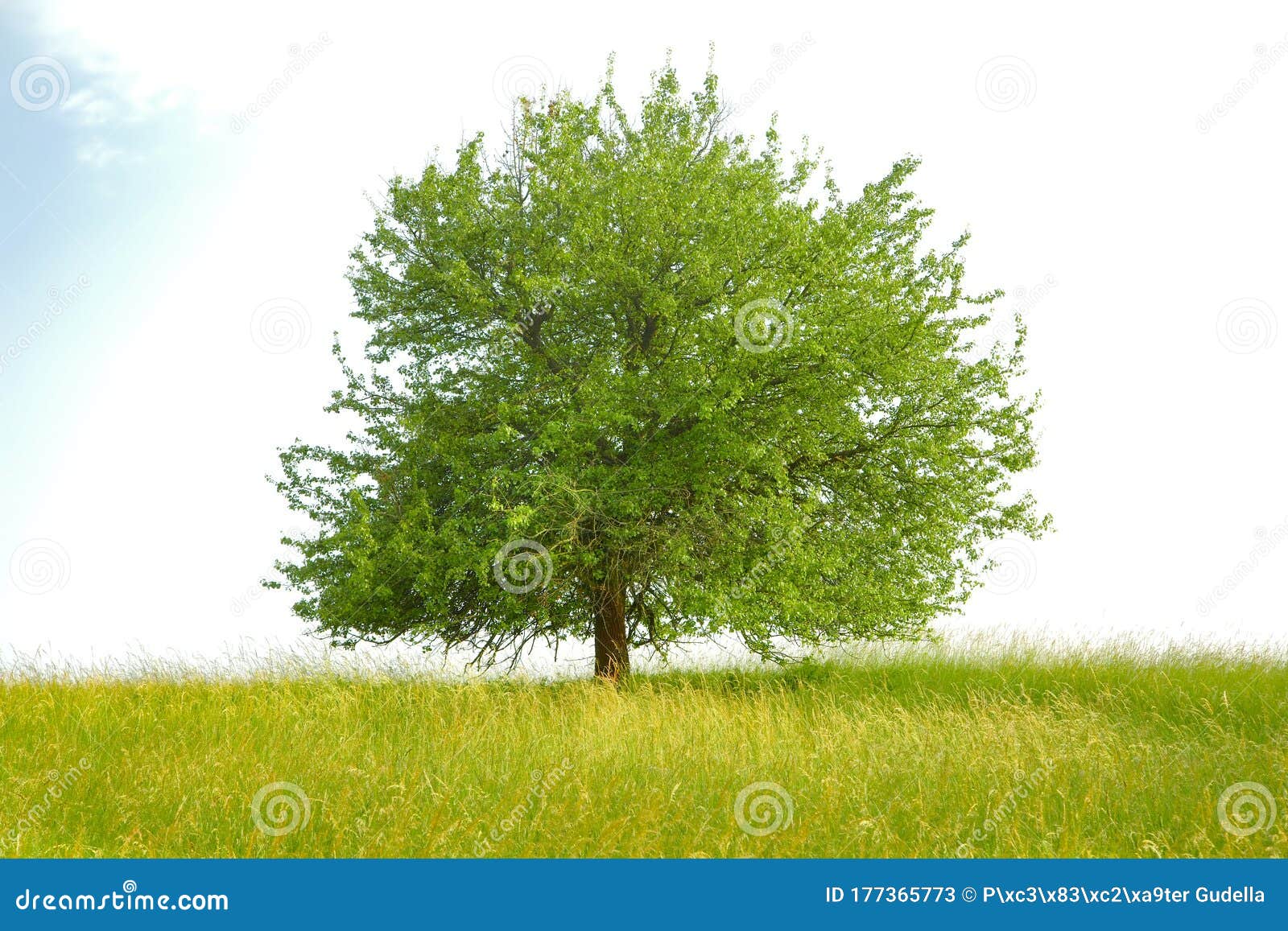 Tree on a field stock image. Image of country, conservation - 177365773
