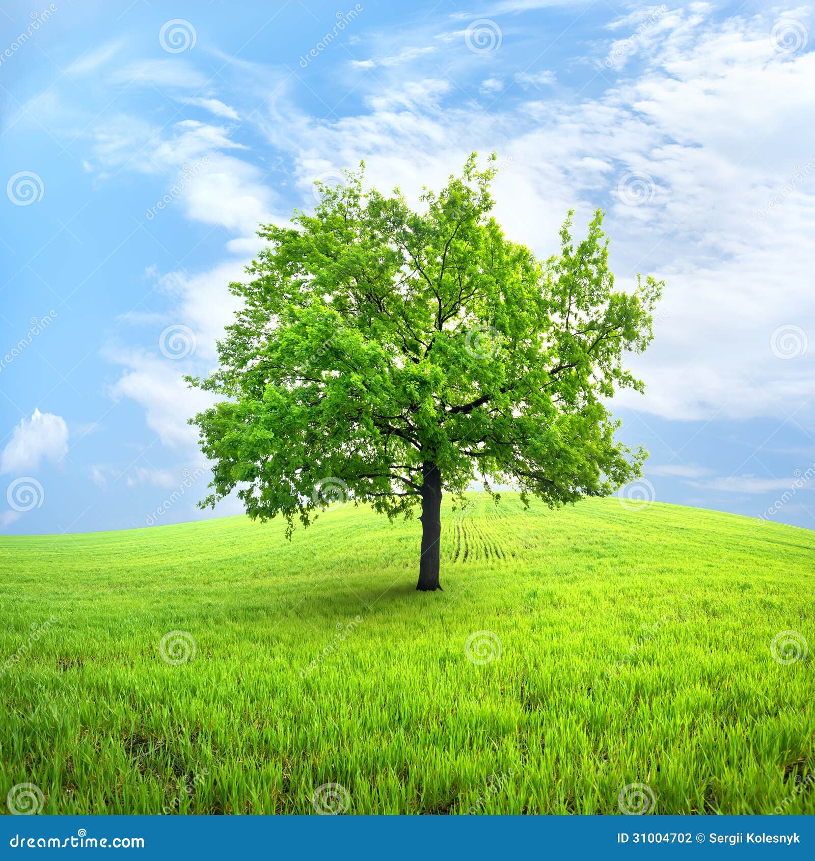 Tree in field stock photo. Image of endangered, countryside - 31004702