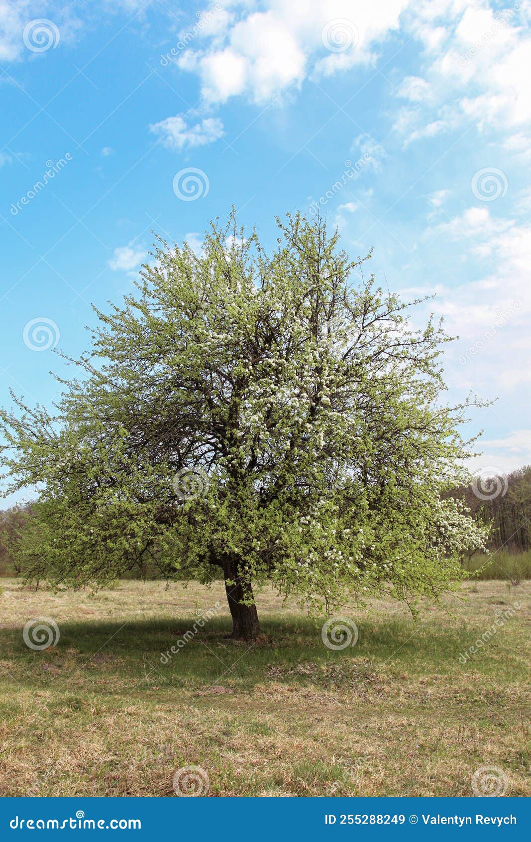 Tree in the field stock image. Image of food, green - 255288249