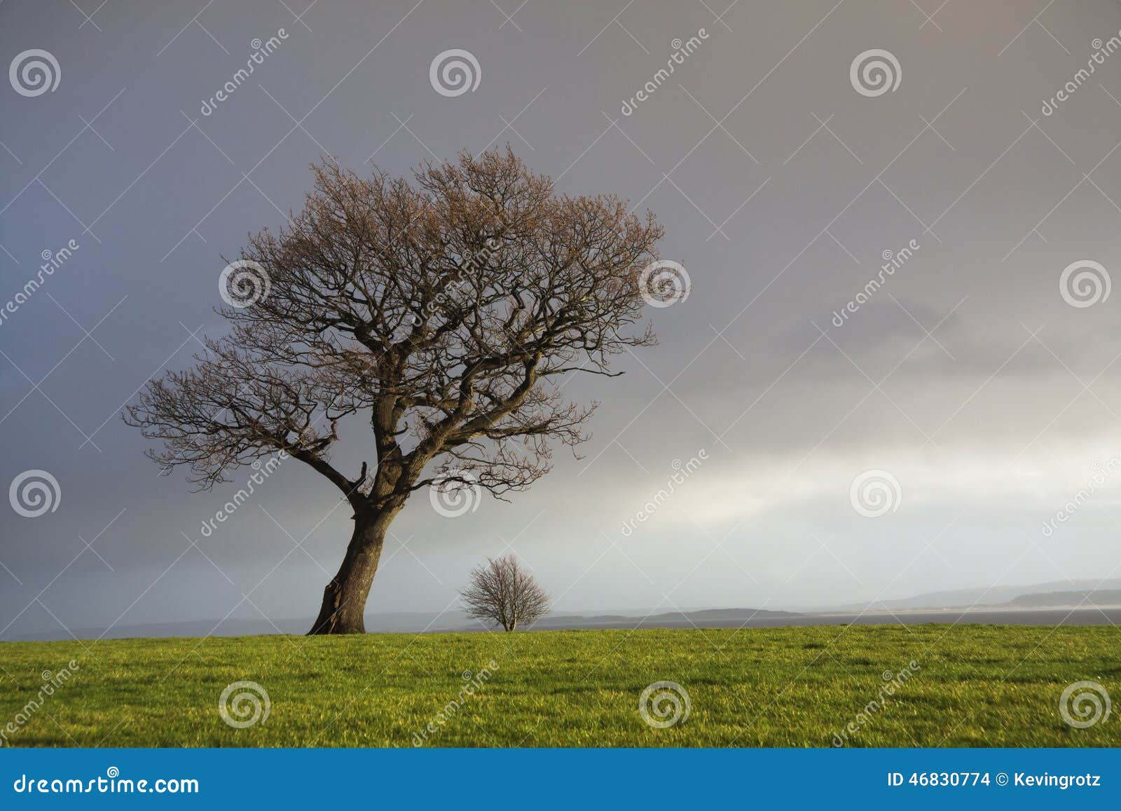 Large Tree in a Field Meadow Stock Photo - Image of tree, meadow: 46830774