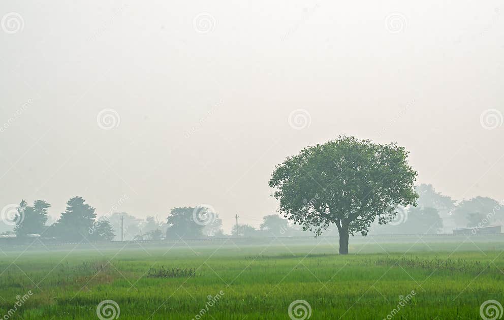 Tree in a field stock photo. Image of deciduous, agriculture - 346999954