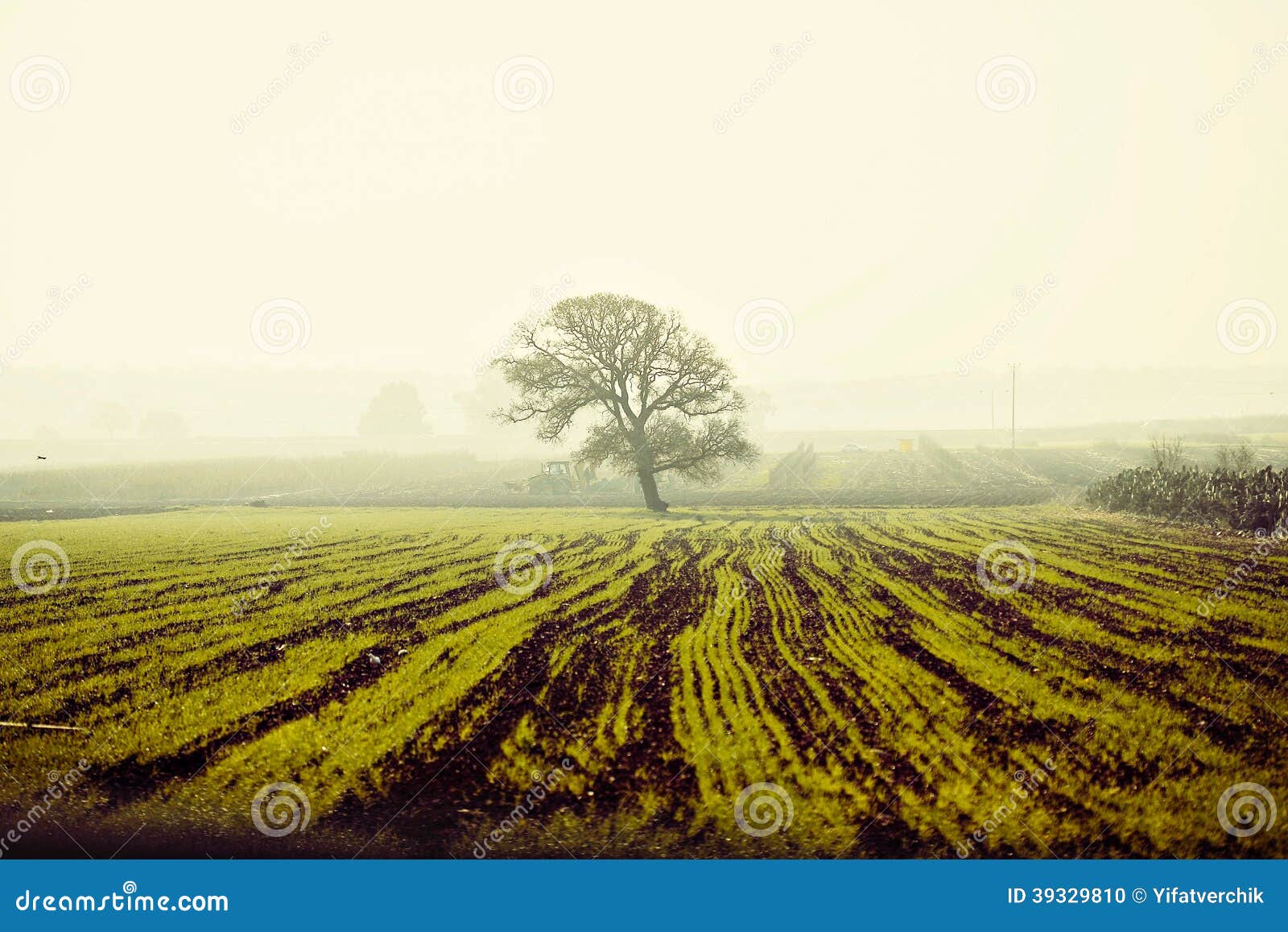 A tree in a field stock photo. Image of country, ecology - 39329810