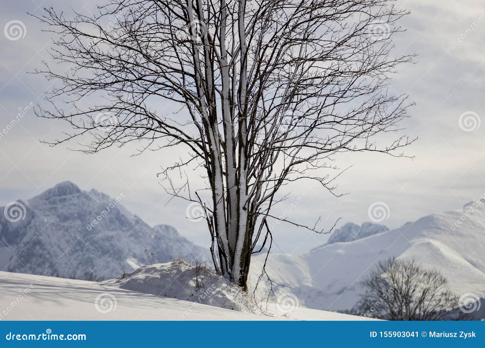 A Tree in the Field in the Mountains Stock Image - Image of bush ...