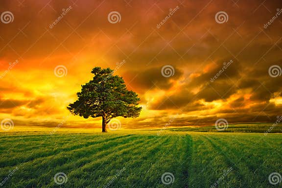 Tree in Field and Orange Sky Stock Image - Image of nature, landscape ...