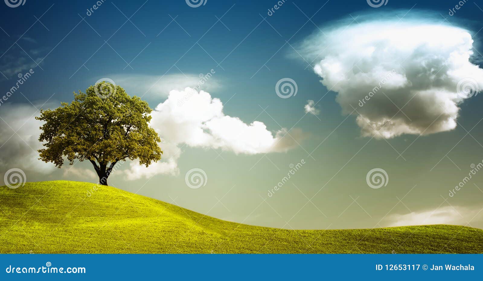 Tree on field panorama stock image. Image of agriculture - 12653117