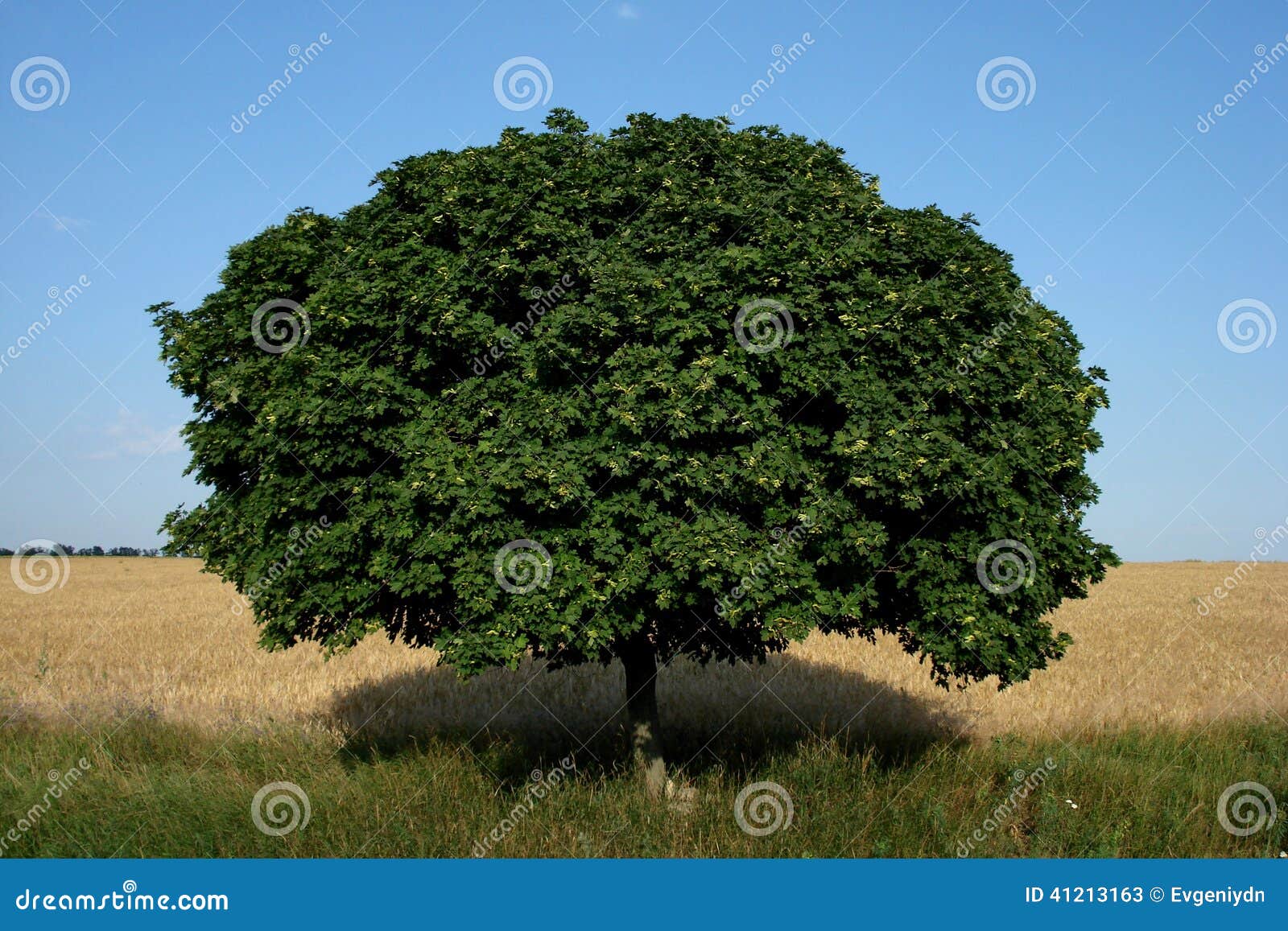 Tree and field stock image. Image of plants, maple, fields - 41213163