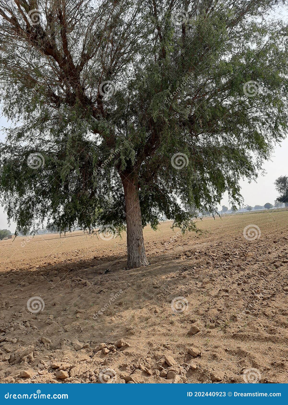 A Tree in Field of Rajasthan Stock Image - Image of soil, plantation ...