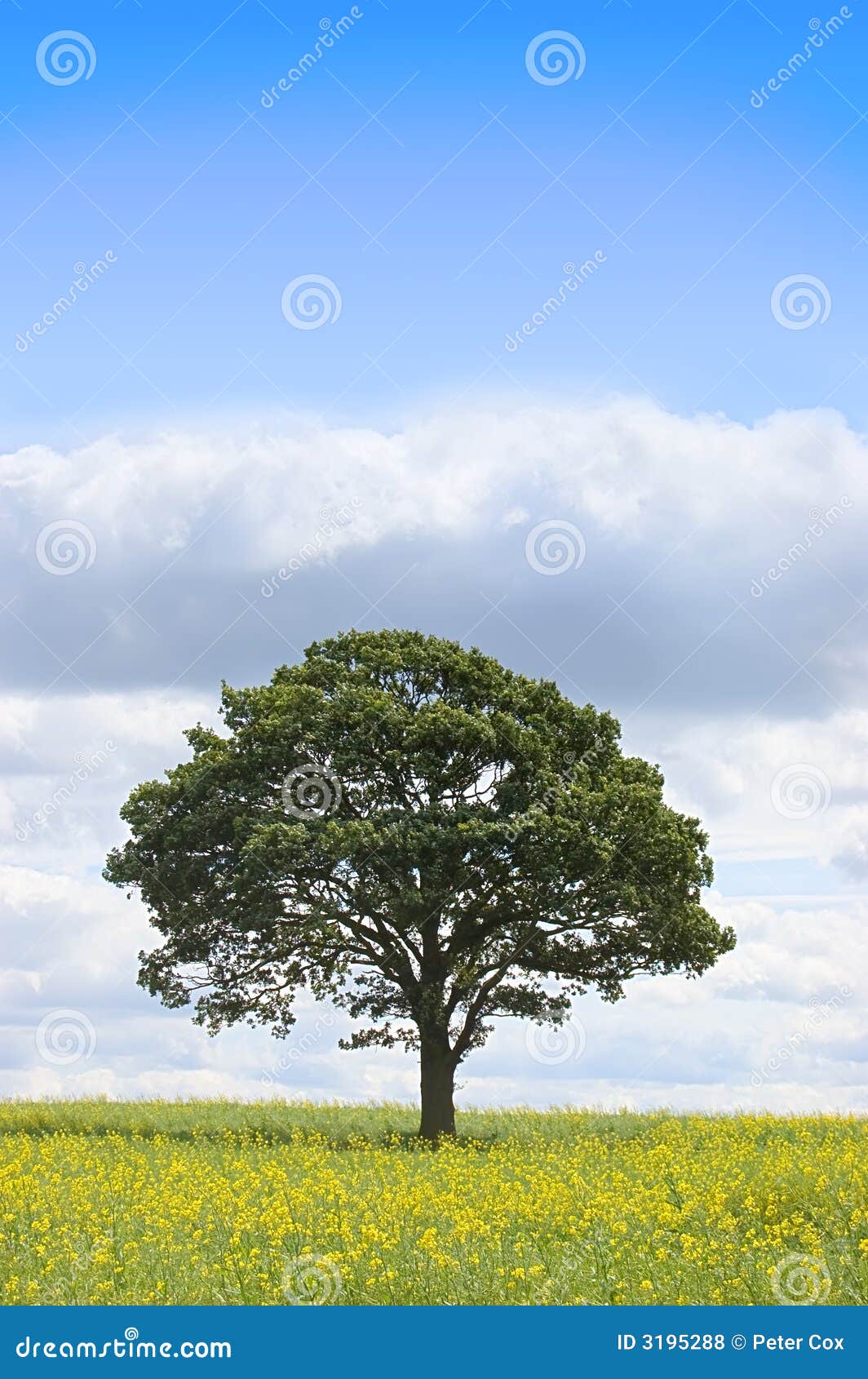 Tree in a Field of Rapeseed Stock Photo - Image of spring, horizon: 3195288