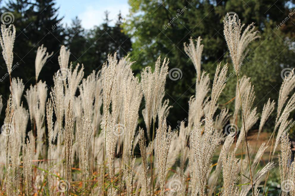 Tree in field, reed stock photo. Image of pond, wheat - 146803770