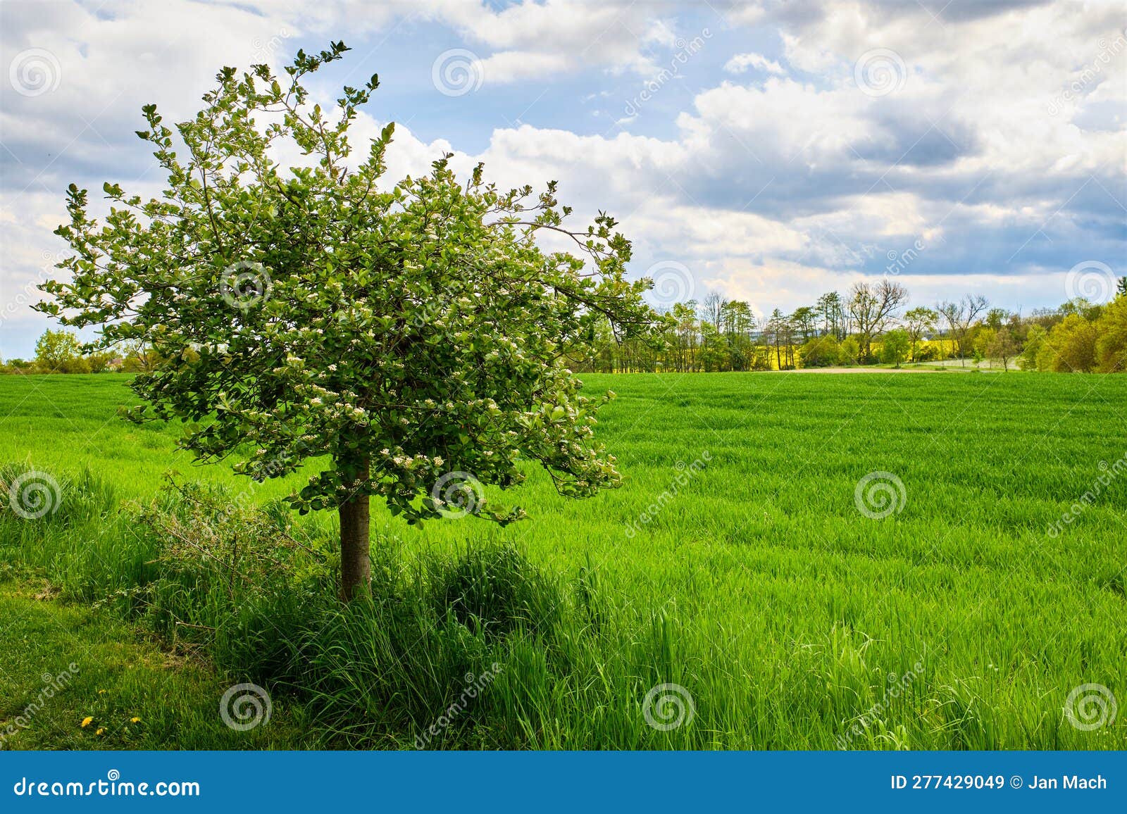 Tree and field in Spring stock image. Image of field - 277429049