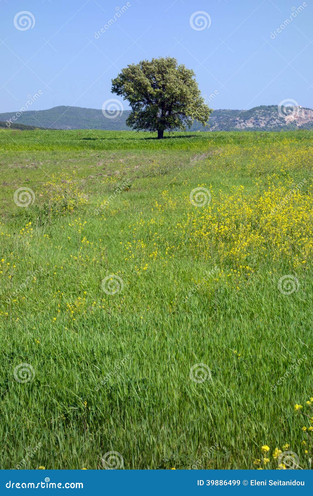 Tree in field stock image. Image of horizon, field, season - 39886499