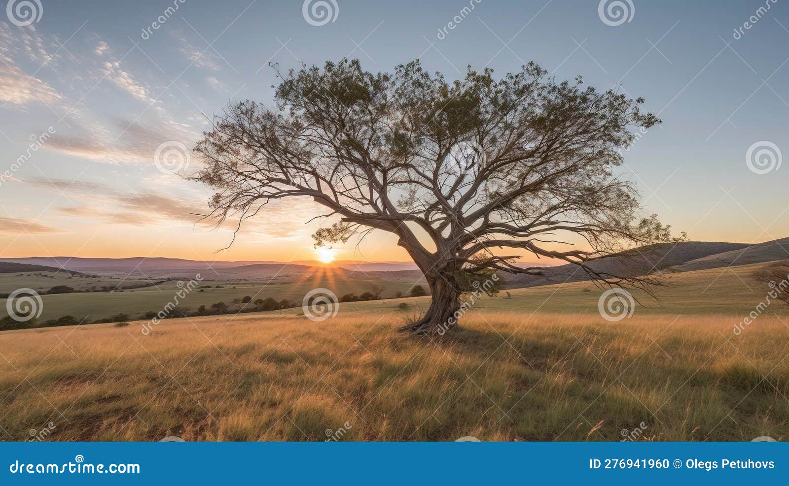 A Tree in a Field with the Sun Setting in the Background Stock ...