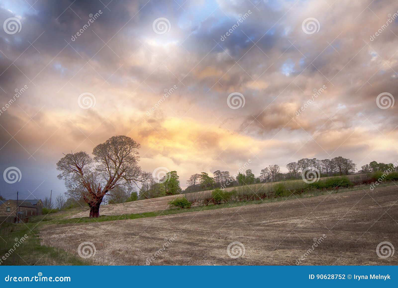 Tree and Field at Sunrise in Early Spring Stock Photo - Image of ...