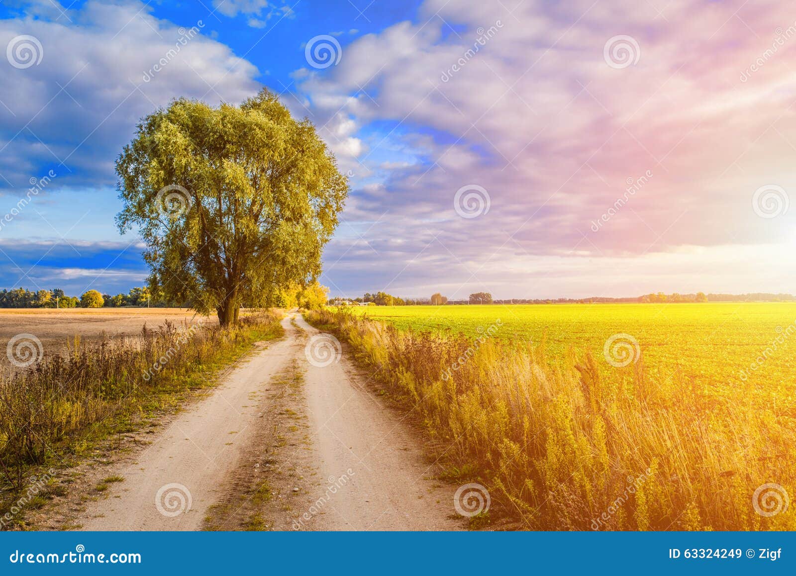 Tree in field at sunset stock image. Image of blue, grass - 63324249