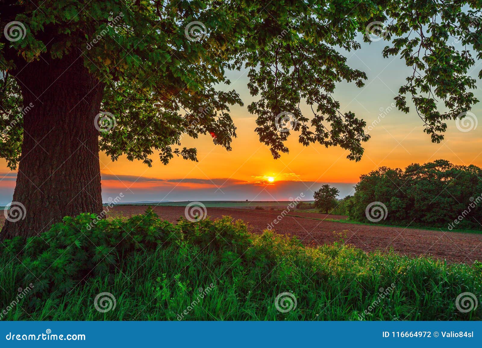 Tree in the Field, Sunset Shot Stock Photo - Image of blue, meadow ...