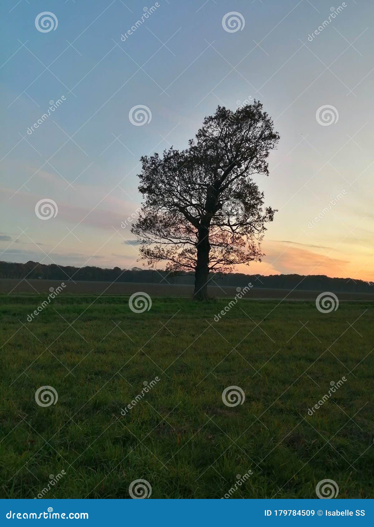 Tree in a Field at sunset stock image. Image of landscape - 179784509