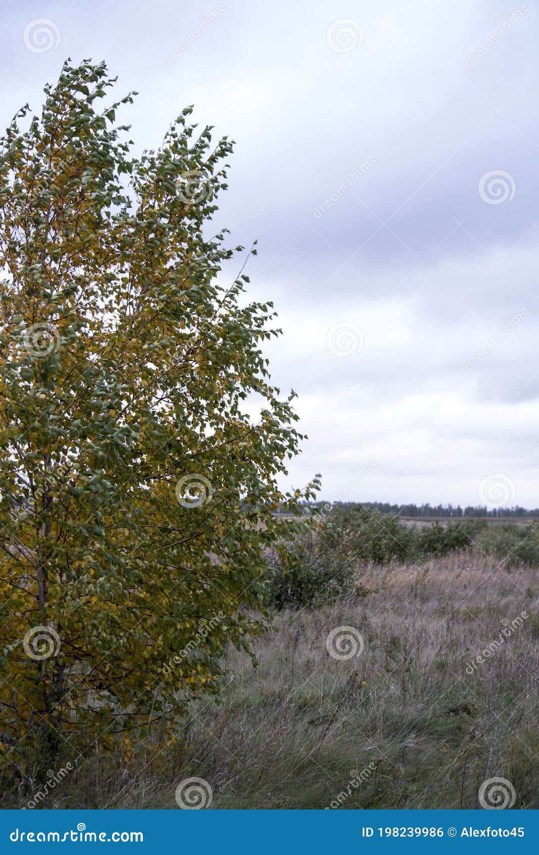 Vertical Background for Design and Presentations Stock Photo - Image of ...