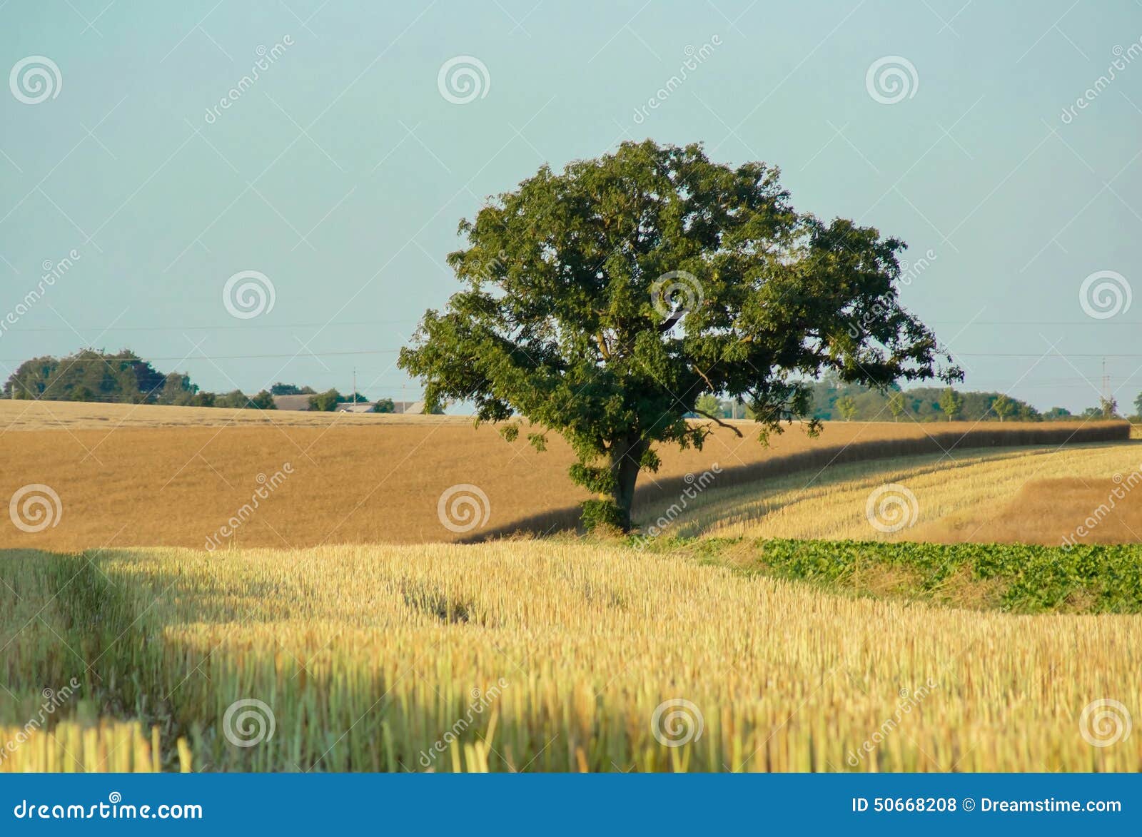 Tree in the field stock photo. Image of fall, autumn - 50668208