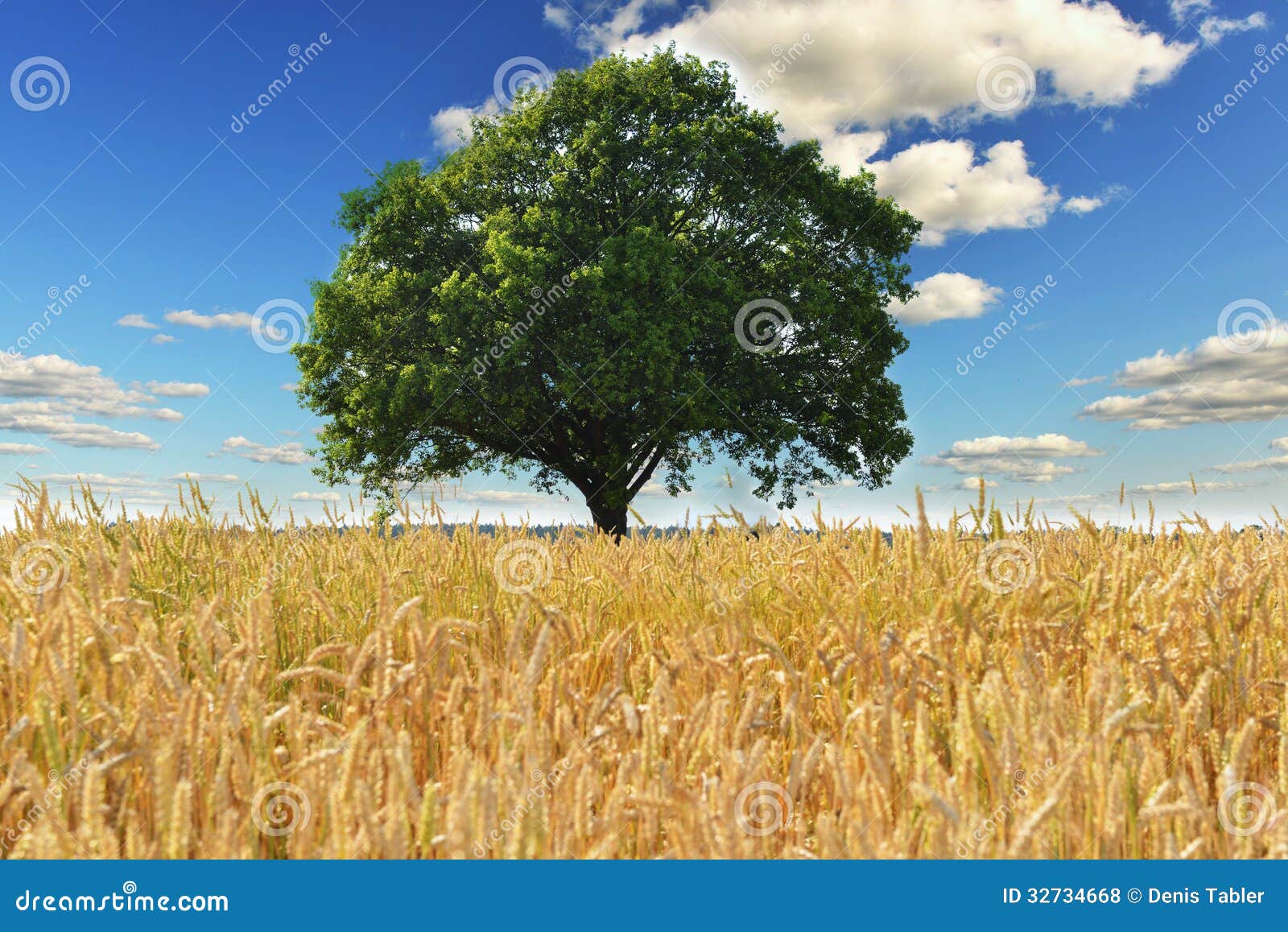Tree and field stock photo. Image of farm, growth, natural - 32734668