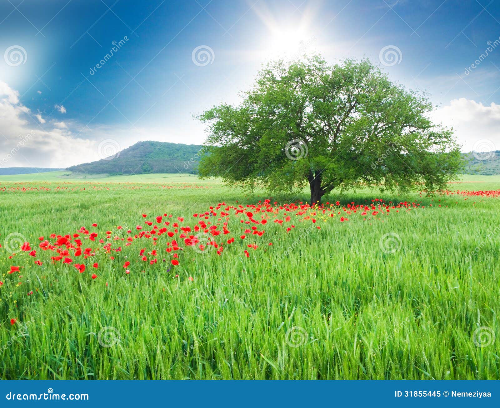 Tree in a Field and Wild Flowers. Stock Image - Image of flowers ...