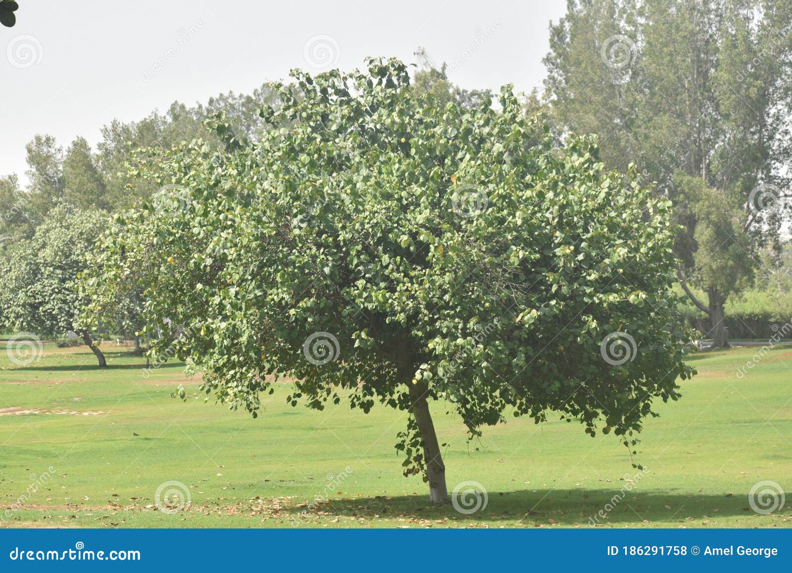 Tree in Field.Yas Gate South Park Stock Photo - Image of rise, grass ...