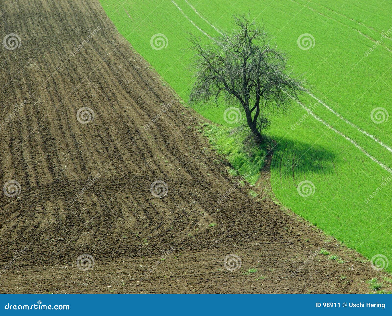 Tree in the fields stock image. Image of tree, field, seasons - 98911