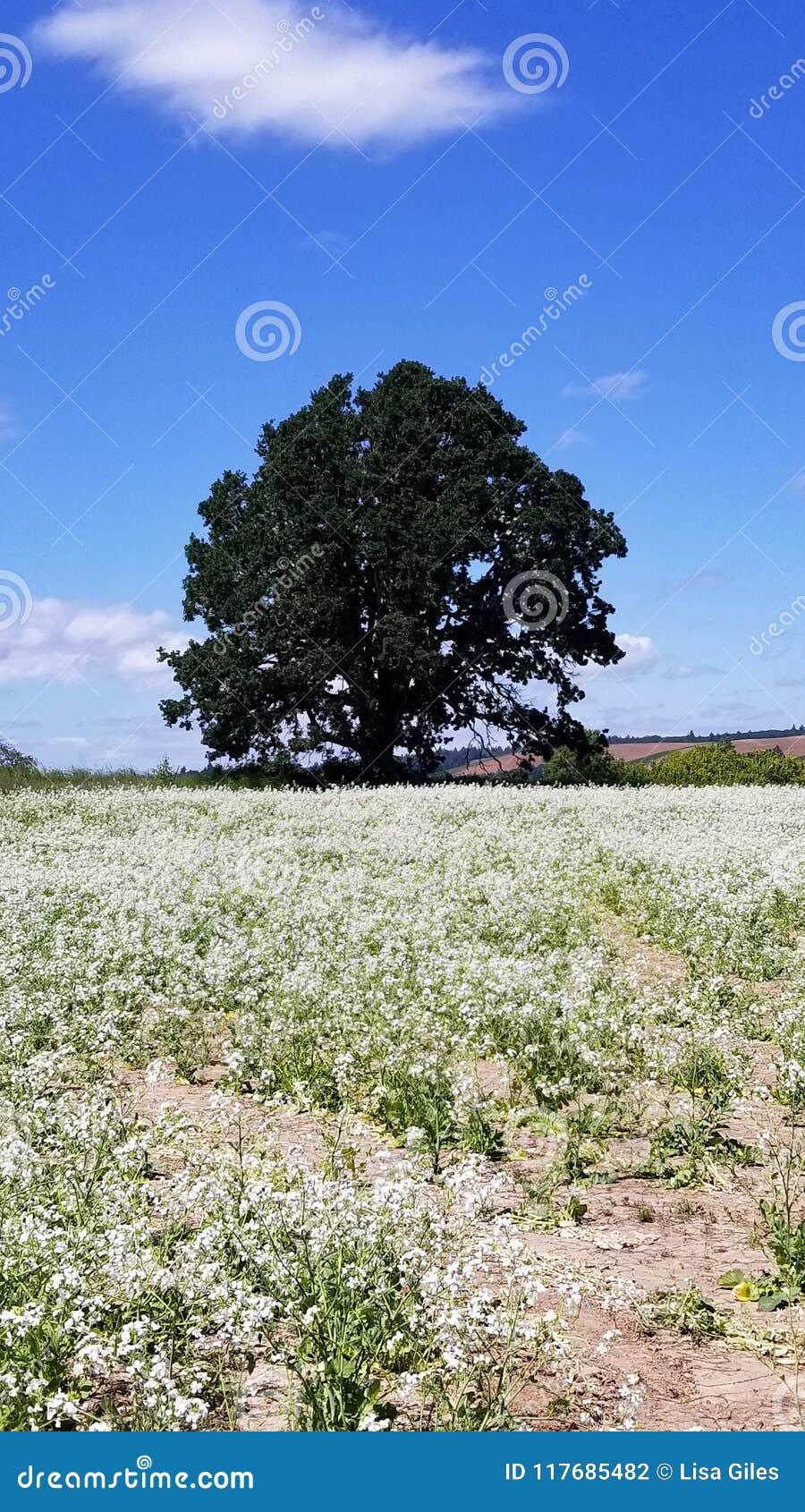 Tree in a Fields of Flowers Stock Photo - Image of flowers, blue: 117685482