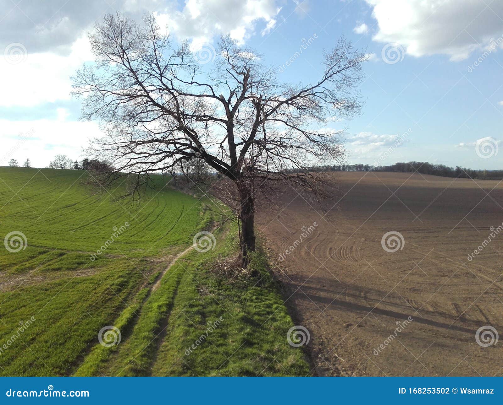 Tree and Fields in Spring stock photo. Image of view - 168253502