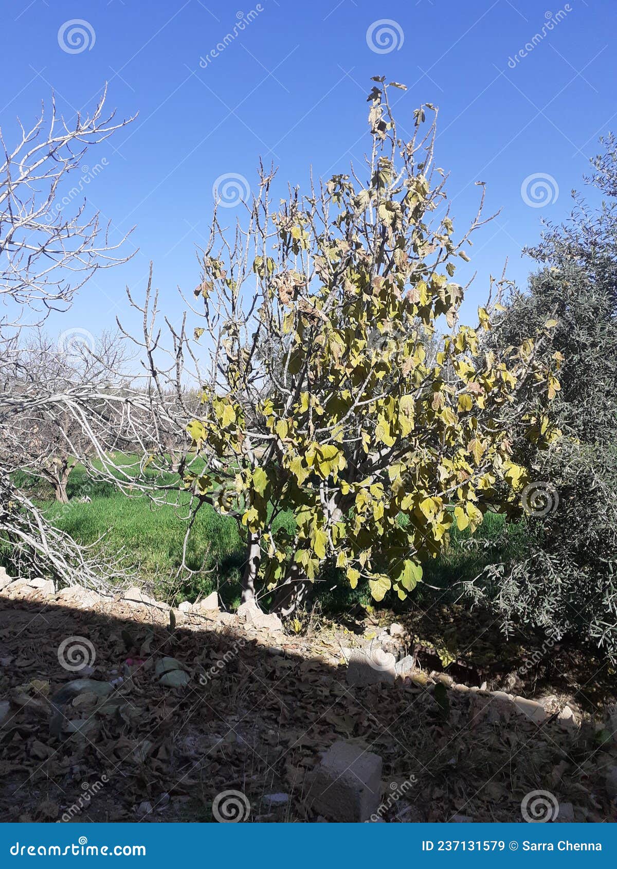Tree fig in the autumn stock image. Image of yellow - 237131579