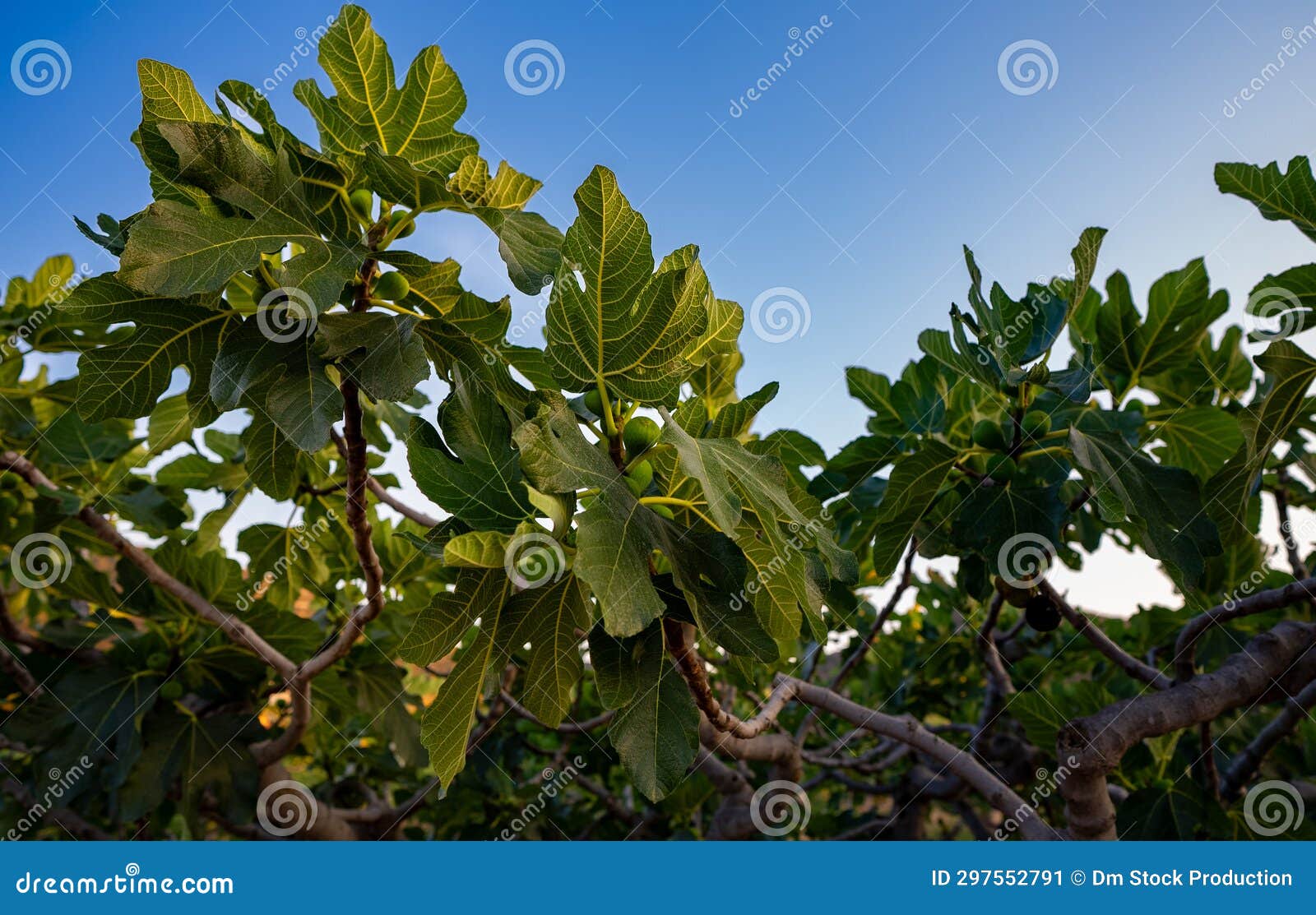 Tree with fig fruits stock image. Image of garden, figueira - 297552791