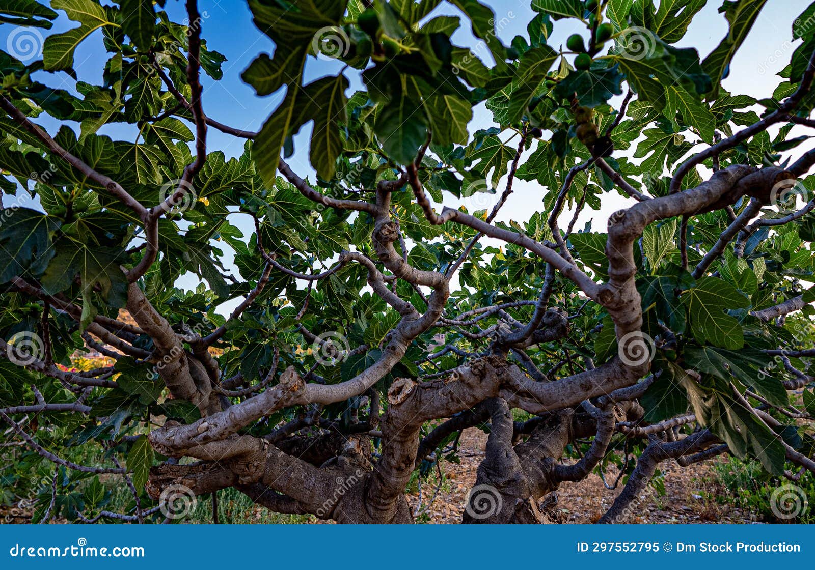 Tree with fig fruits stock image. Image of cultivated - 297552795