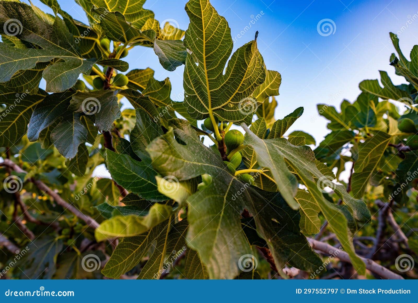 Tree with fig fruits stock image. Image of plant, branch - 297552797